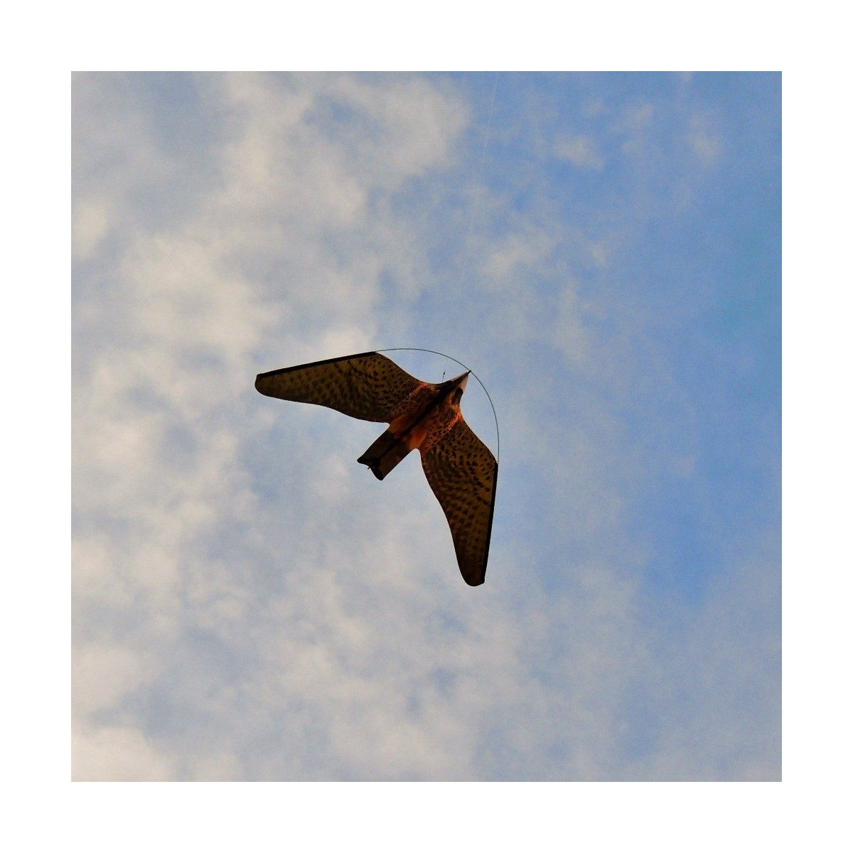 Hawk ScareCrow - Eolo