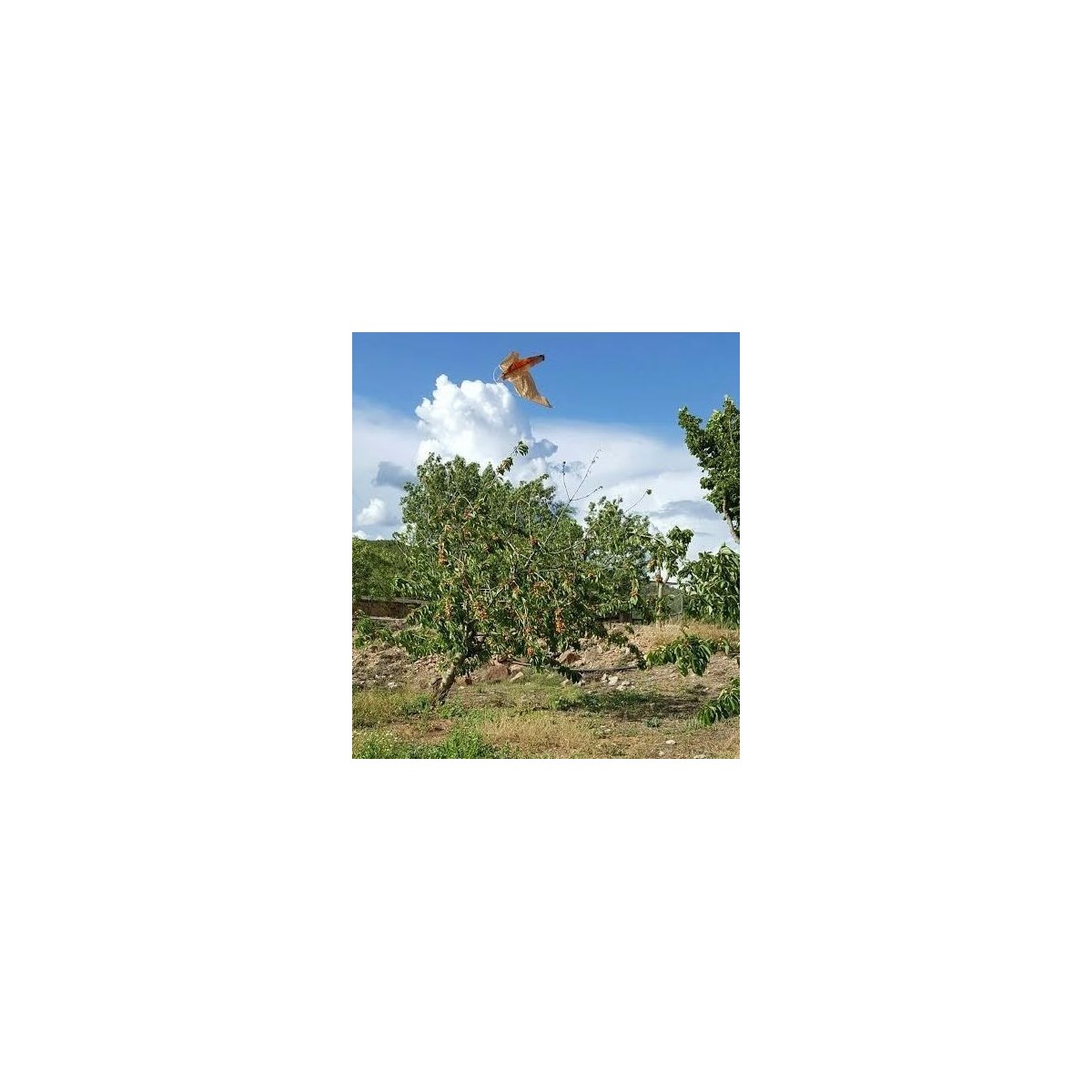 Halcón Espantapájaros - Cometa Espantapájaros Eolo