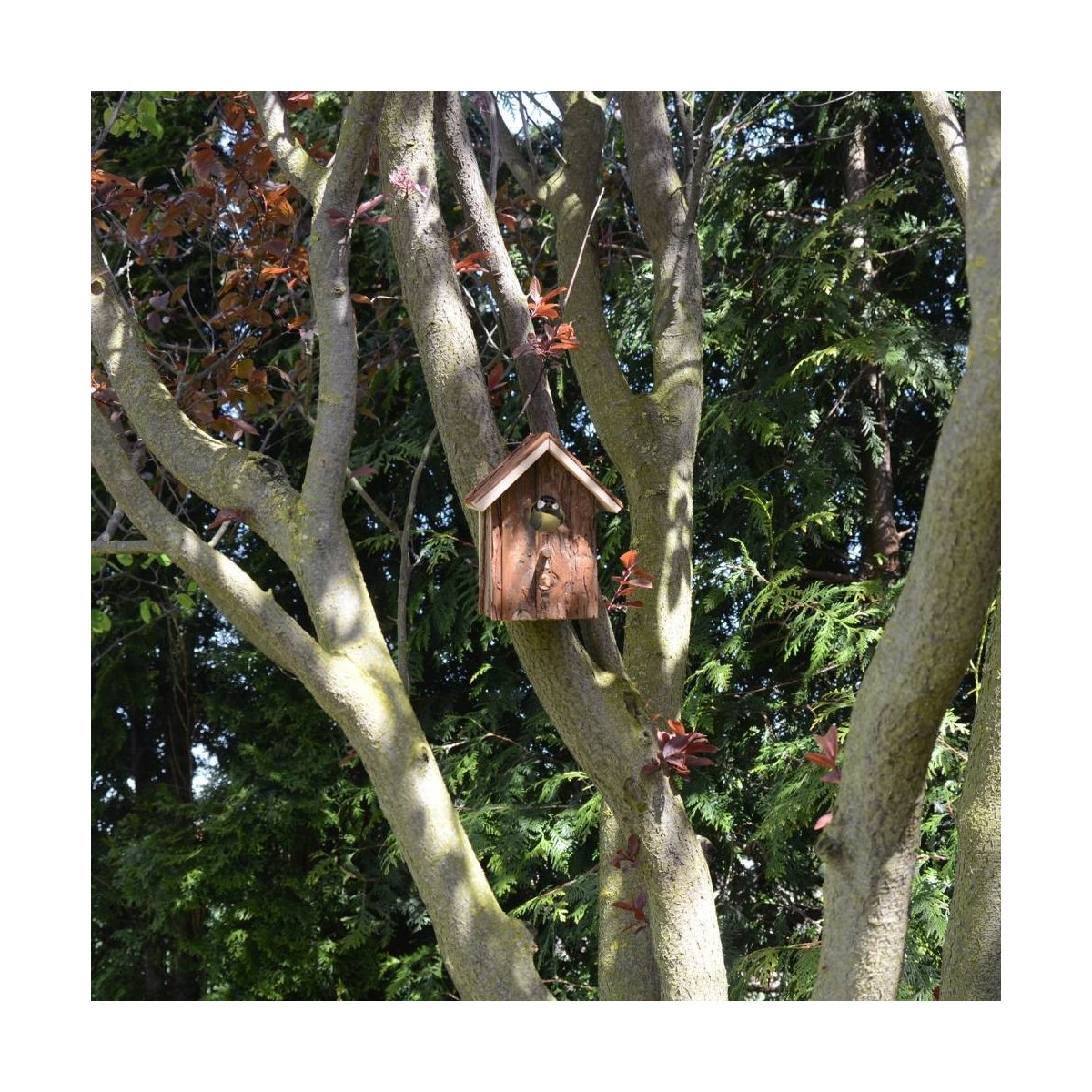 Bird Nesting House "Nature" | Wooden Shelter | BirdGard Iberia