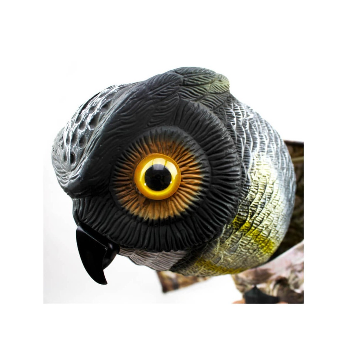 Prowler Owl
