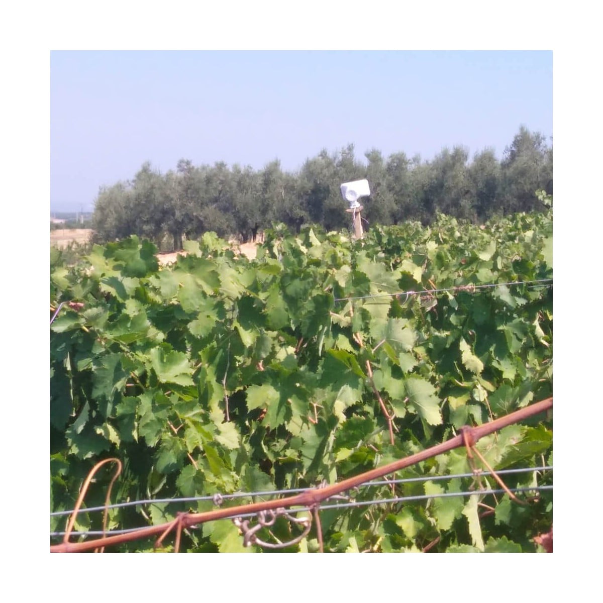 Bird Gard Super Pro PA4 - GooseBuster - Waterfowl Repeller