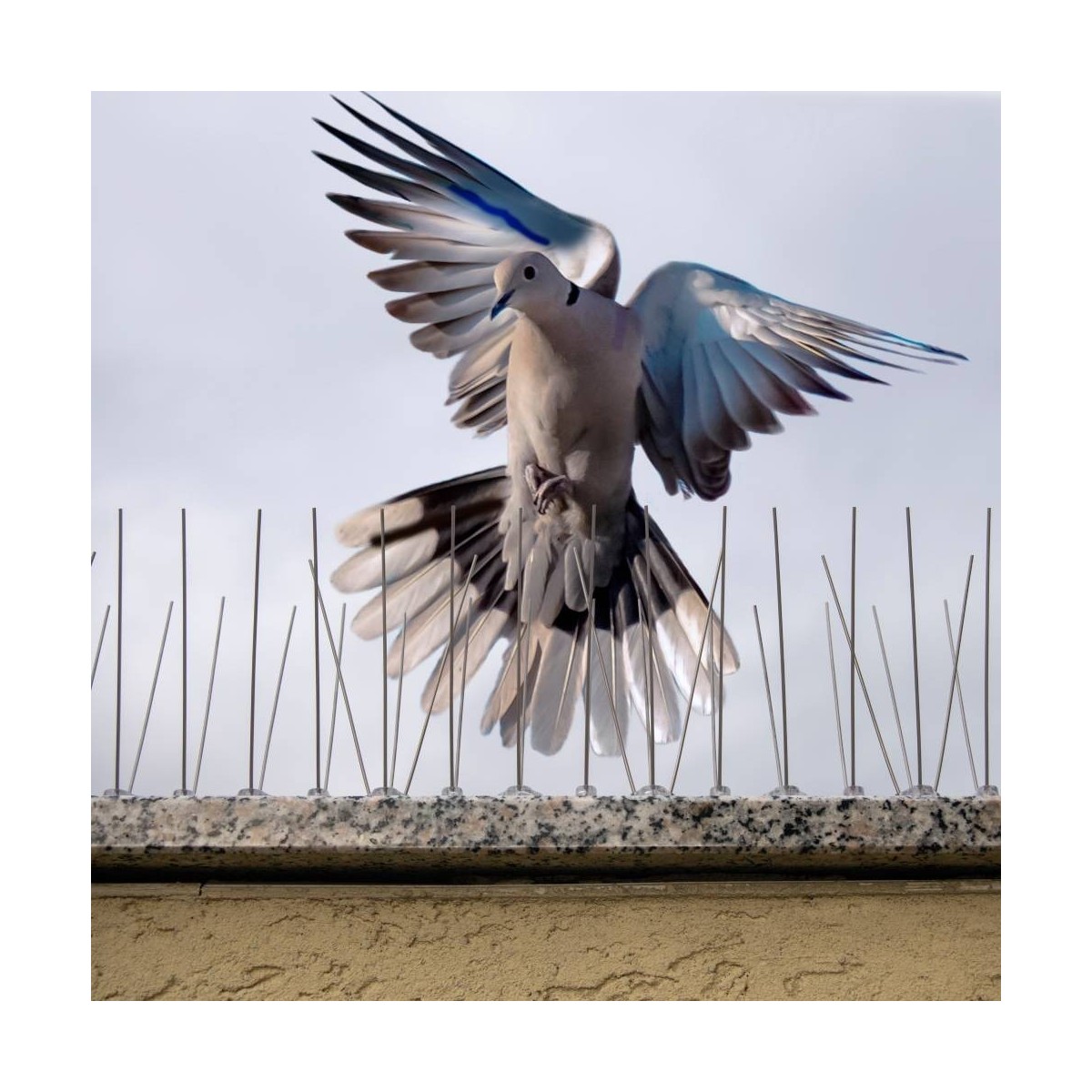 Flexible Pigeon Spikes - They adapt to all surfaces | BirdGard Iberia