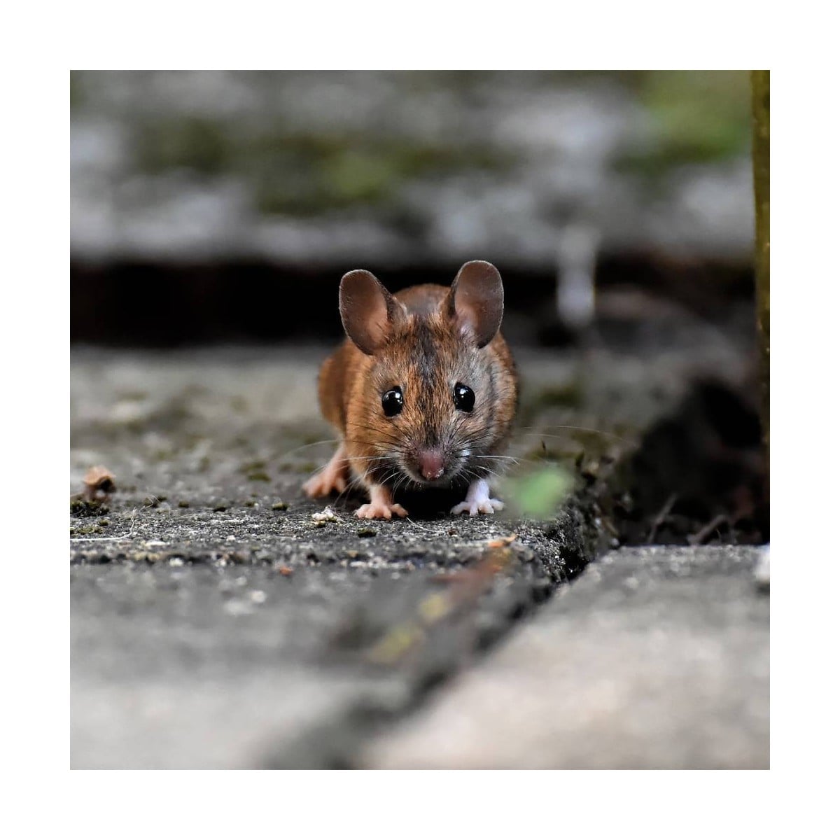 Portable Mouse Deterrent - Effective and Safe | BirdGard Iberia