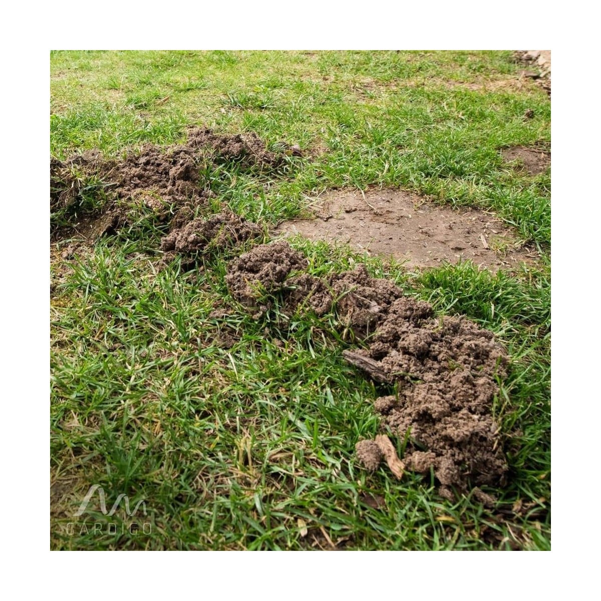 Vole Traps - Set of 4 - Very Effective and Easy to Install